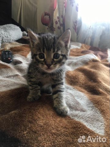 Котята бенгальские