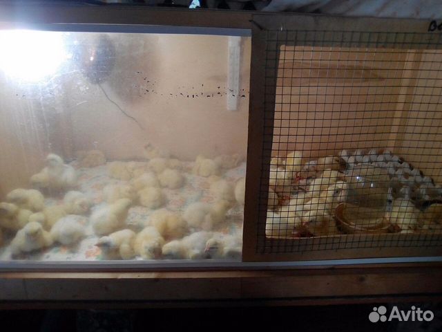 Продам циплят Бролера