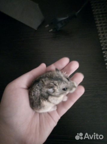 Джунгарский хомяк