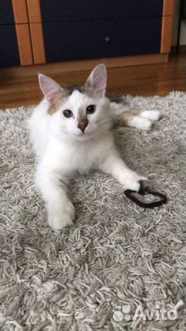 Котёнок в добрые руки