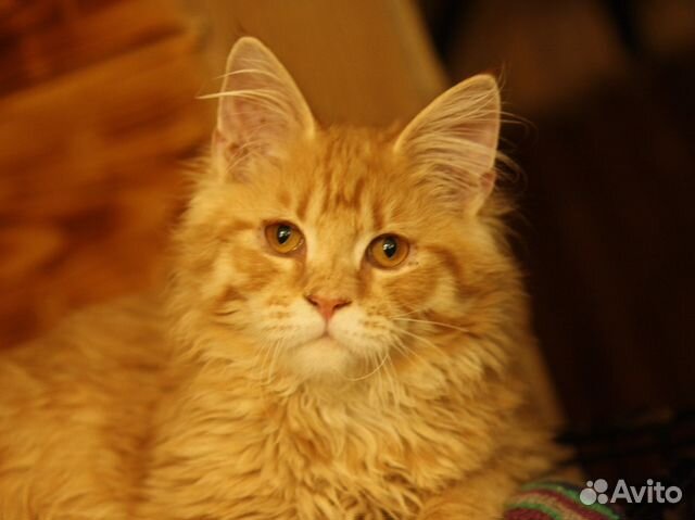 Рыжий мордатый котик