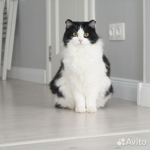 Черно белый кот 1,5 года