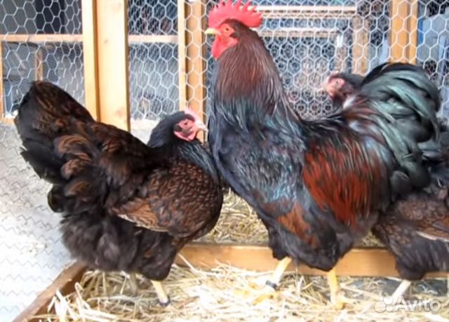 Цыплята Барневельдер