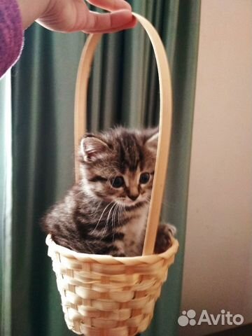 Котенок девочка, смесь с шотландкой