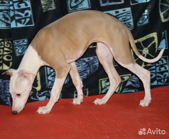 Щенок уиппета