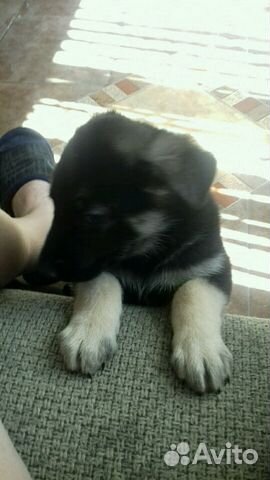 Щенки вео чисто кровные