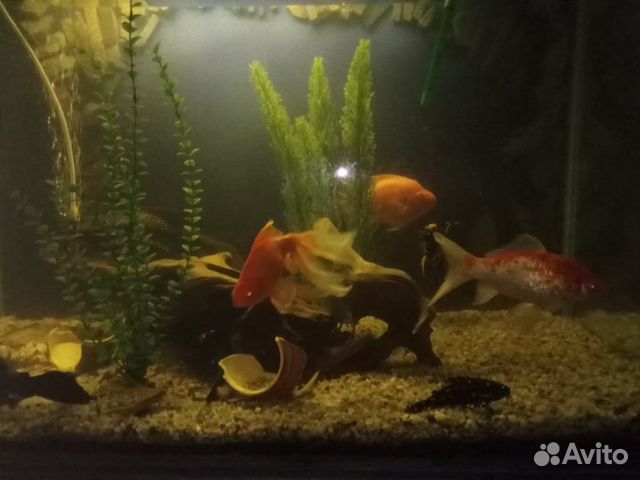 Аквариум готовый с рыбками