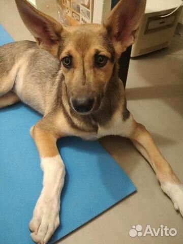 Метис овчарки