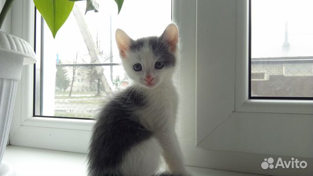 Отдам котят в хорошие руки
