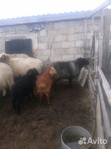 Бараны овцы ягнята