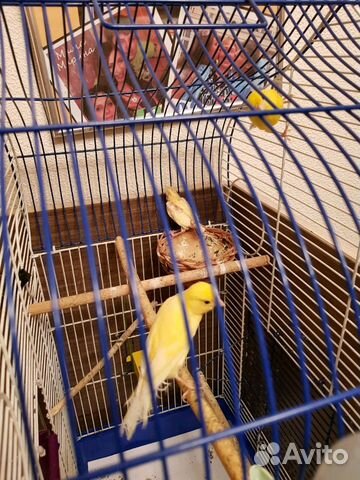 Кенар и канарейка, пара