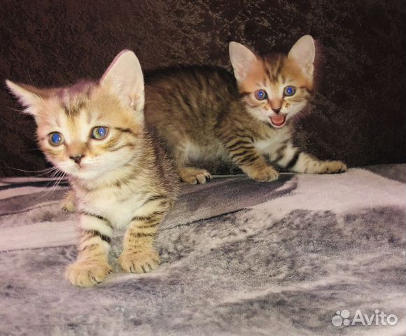 Бенгальские котята девочки