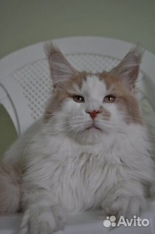 Подрощенные котики мейн-кун и маленькие котята