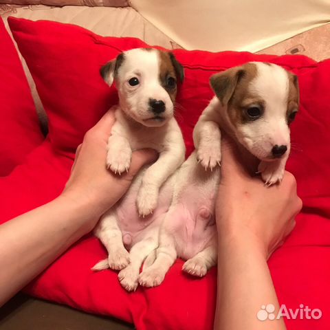 Щенки Джек Рассэл терьер