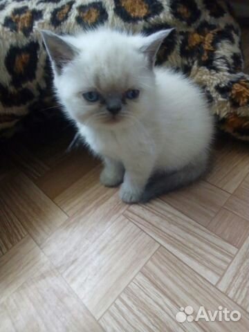 Кисулька -красотулька