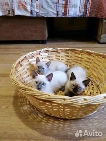 Котята 2.5 месяца