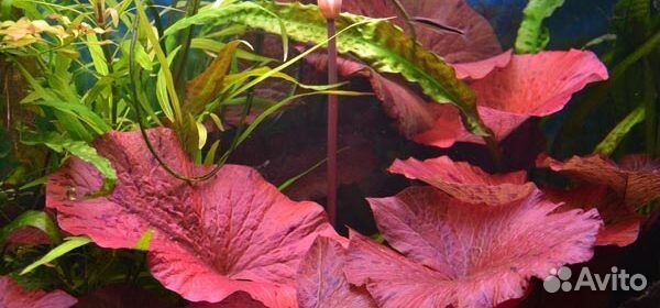 Растения для аквариума