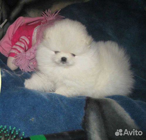 Мишки Малышки