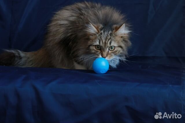 Пушистый роскошный котик-почти сибирский