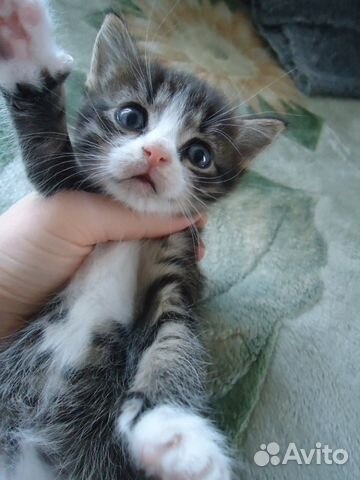 Тигровый малыш в добрые ручки