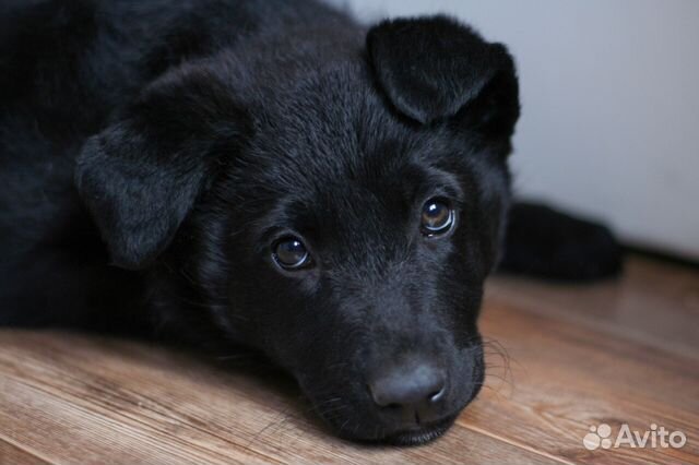 Щенки в дар