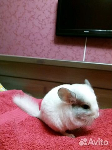 Мальчик Белый Вильсон 2 месяца