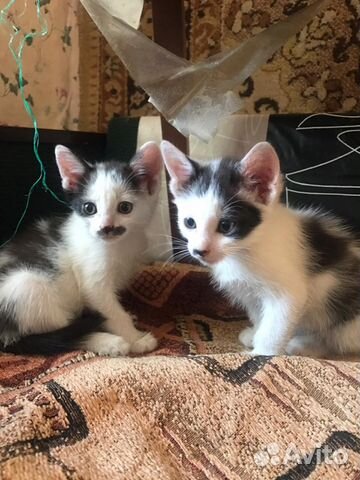 Котята