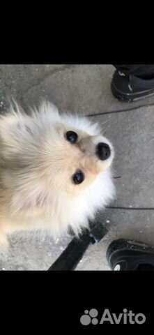Шпиц продаётся очень красивая девочка послушная, з