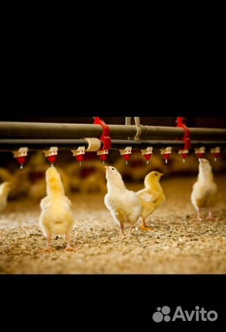Цыплята бройлеры кобб 500