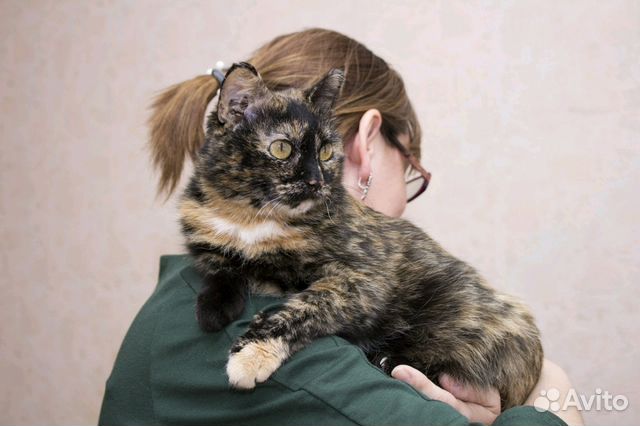 Кошка ищет дом, в добрые руки