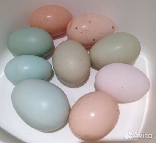 Курочки с цветным яйцом