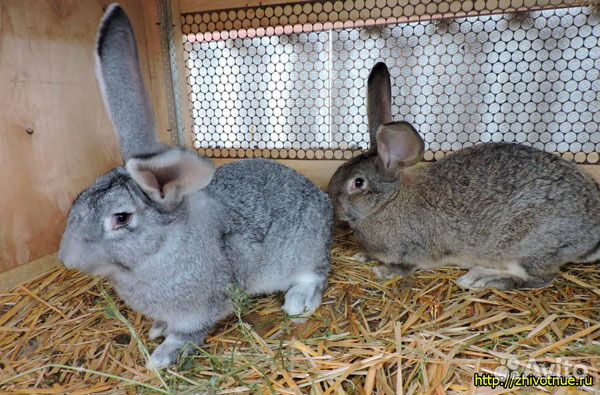 Продаются кролики