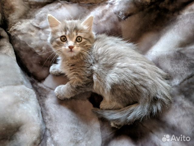 Кошка. Котенок.Девочка