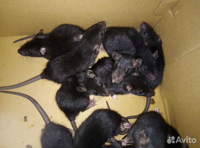 Крысята в дар