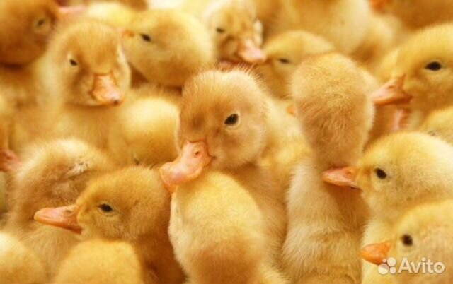 Утята Агидель