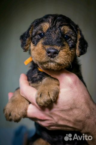 Щенки эрдельтерьера