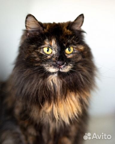 Роскошная Румба ждет Вас