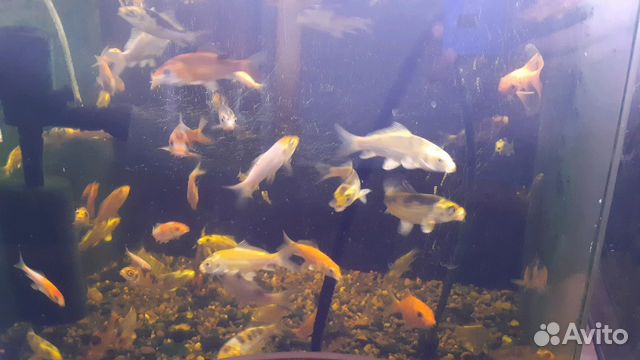 Карпы Кои