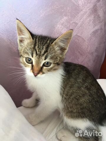 Котёнок Саймон ищет дом