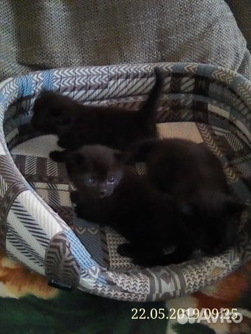 Котята бомбейской породы черные