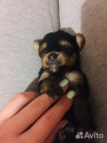 Йоркширский терьер