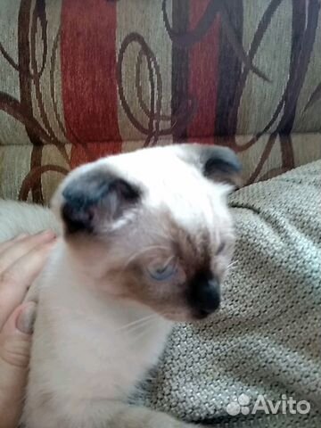 Сиамская кошка