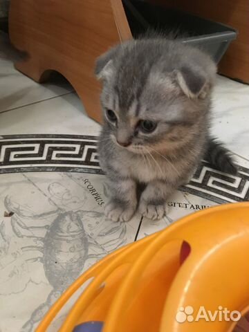 Котята вислоухие