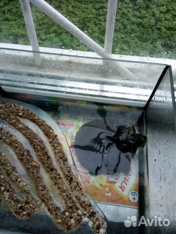 Черепашка + аквариум