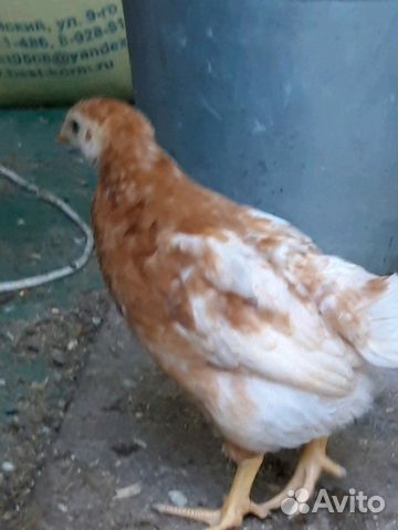 Цыплята Ломан Браун