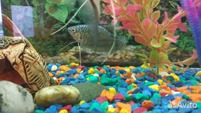 Отдам рыб