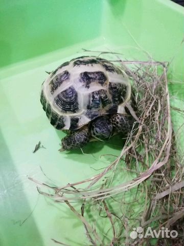 Черепашка сухопутная