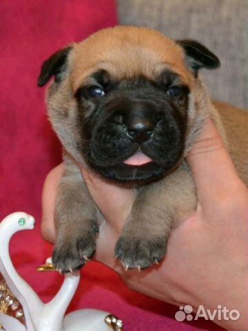 Ка-де-бо(очаровательные малыши)