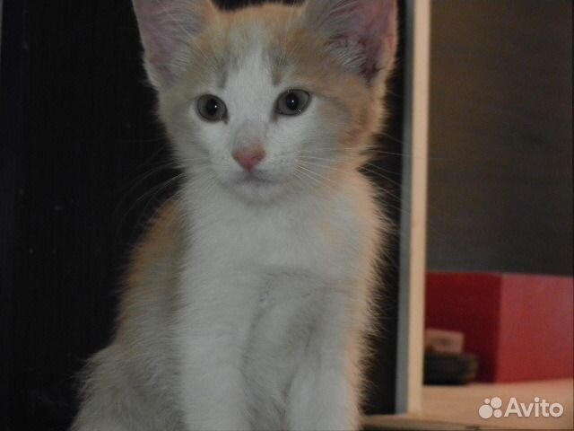 Отдам котёнка