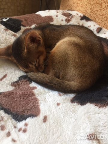 Абиссинский Мальчик